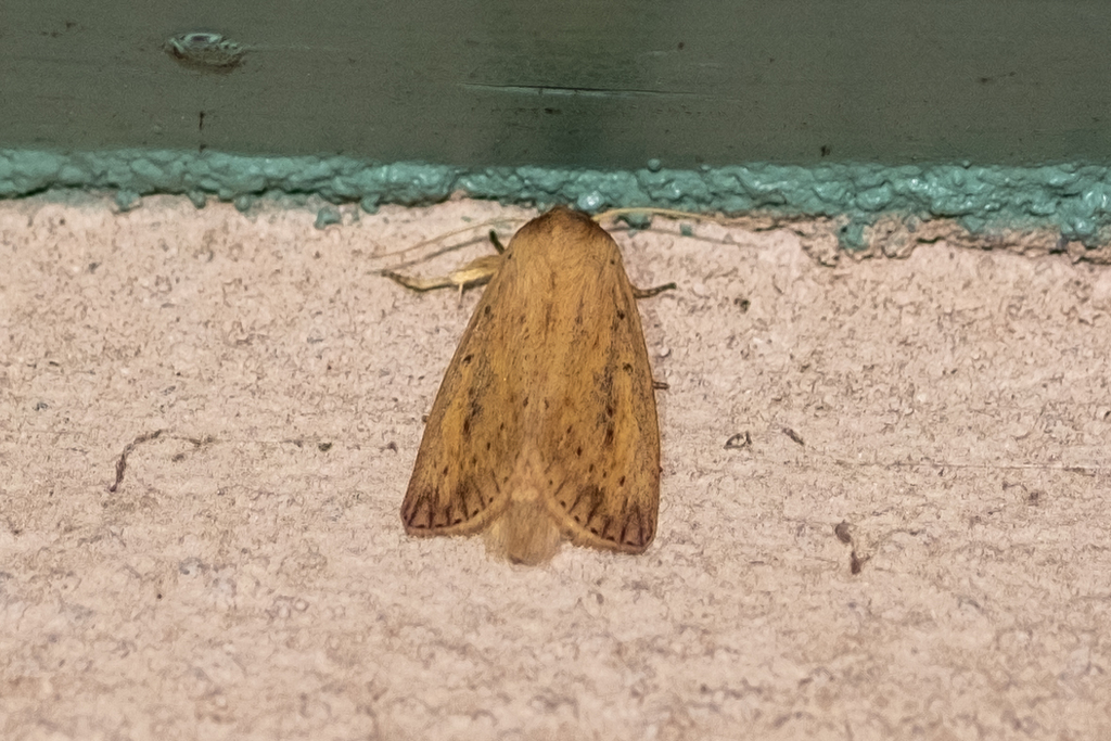 Oblong Sedge Borer Moth in June 2020 by Shawn O'Donnell · iNaturalist