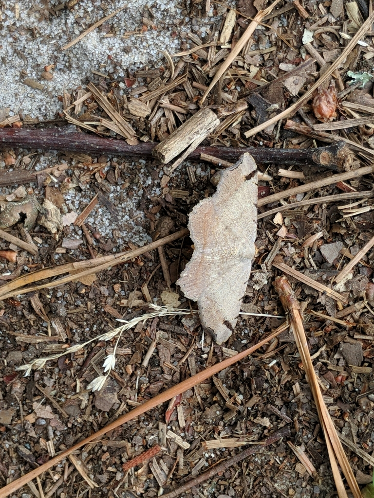Red-headed Inchworm Moth from Laurel on June 15, 2020 at 02:40 PM by ...