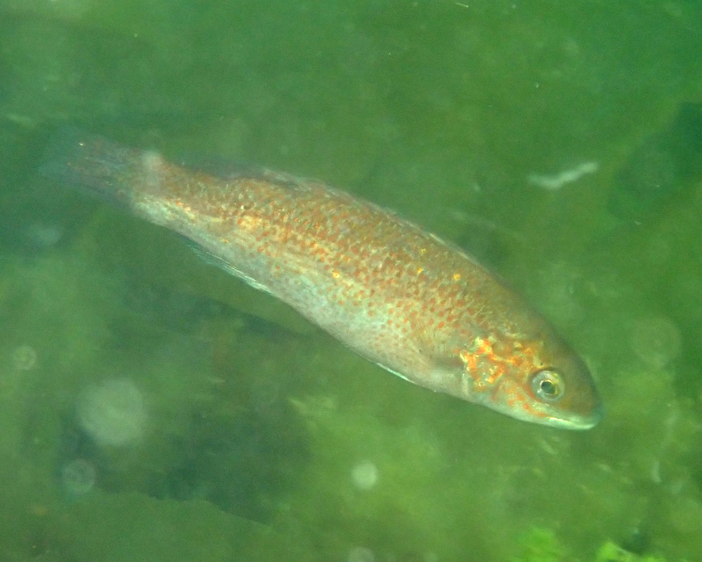 Cunner (Tautogolabrus adspersus) - Marine Life Identification