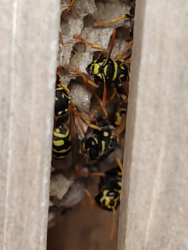 European Paper Wasp from West Davis Pond on June 13, 2020 at 09:28 AM ...