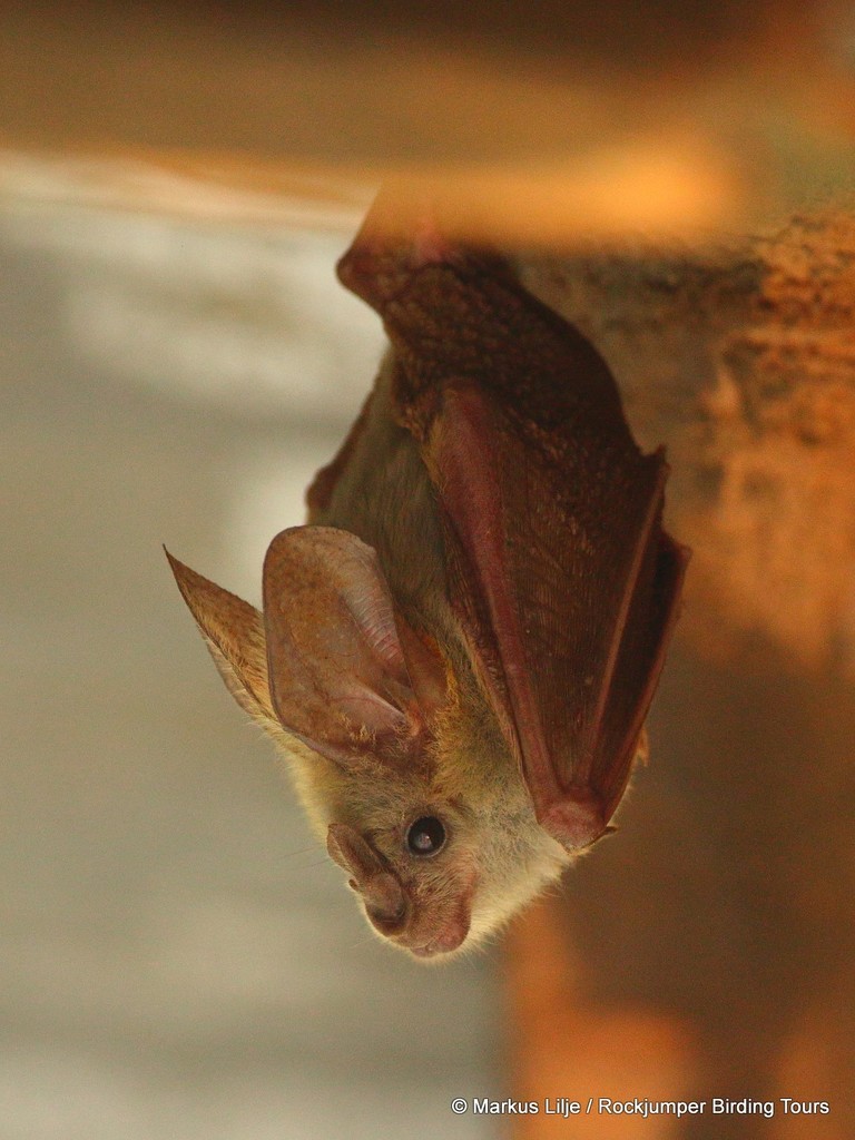 Rhinolophoid Bats (Rhinolophoidea) - Know Your Mammals