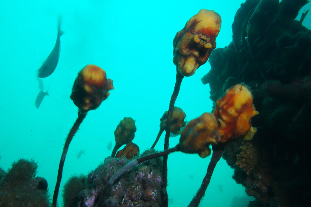 Lumpy sea tulip (Marine invertebrates of Randwick costal area: Coogee ...