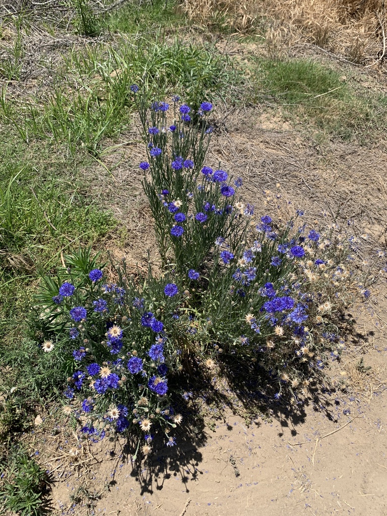 Cornflower from Parlier, CA, US on June 12, 2020 at 01:10 PM by ...