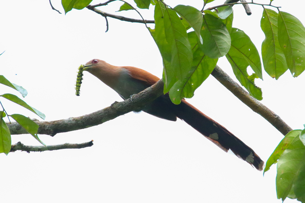 Squirrel Cuckoo from PNYC - El Paujil on February 18, 2020 at 02:20 PM ...
