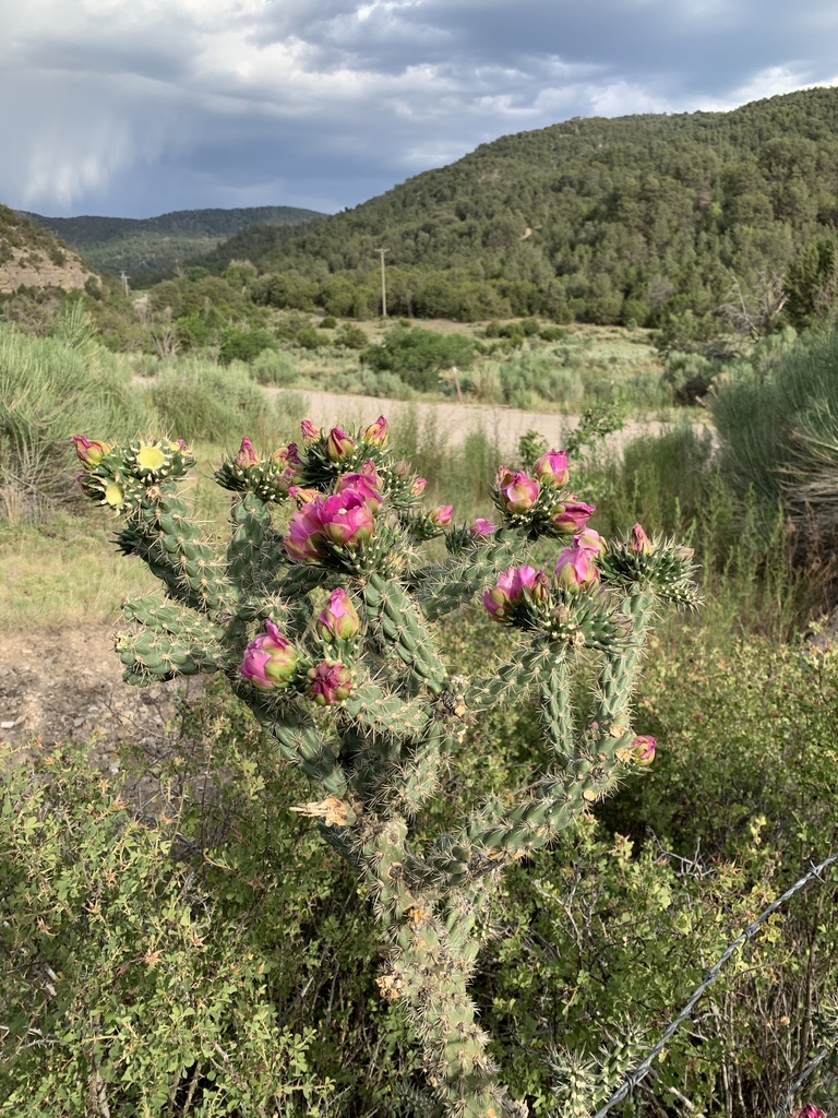 tree cholla from Lincoln National Forest, Bent, NM, US on June 14, 2020 ...