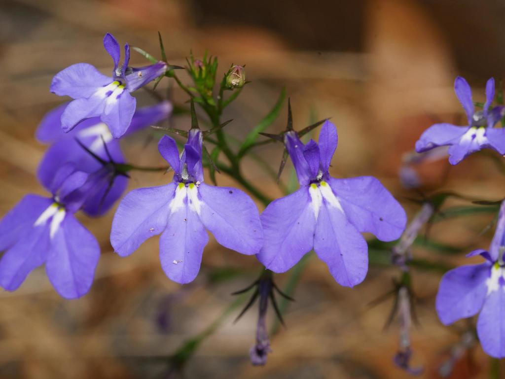 Garden Lobelia (Plants of Chimanimani) · iNaturalist