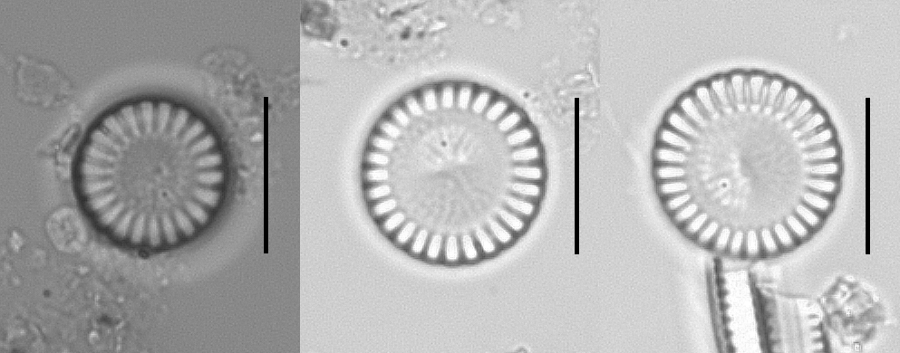 Cyclotella meneghiniana (Encyclopedia of Diatoms Found in the USA ...