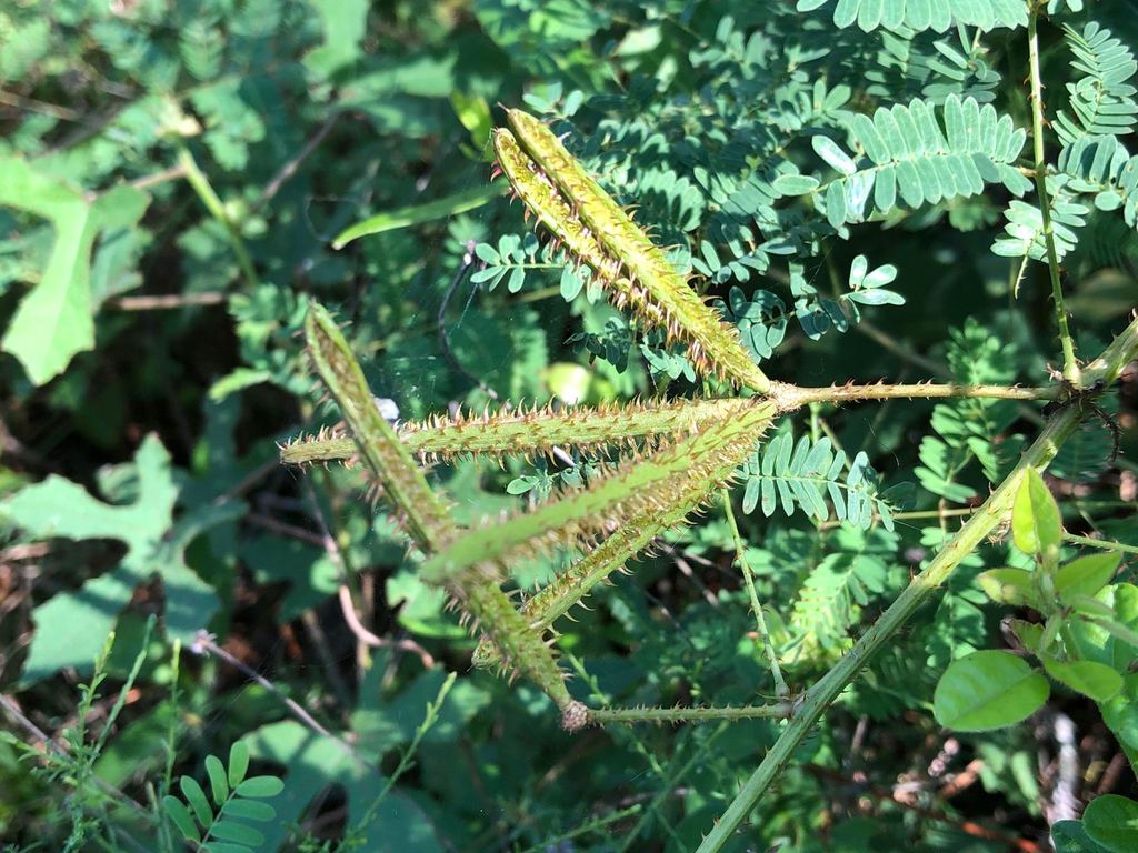 littleleaf sensitive-briar (Mimosa microphylla) - Botanical Realm