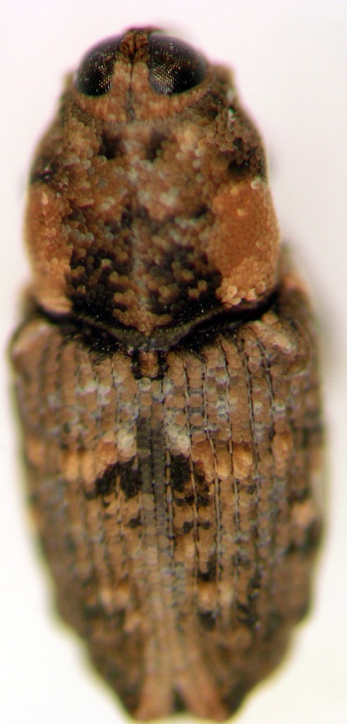 Cylindrocopturus mammillatus from Clark County Wetlands Park on August ...