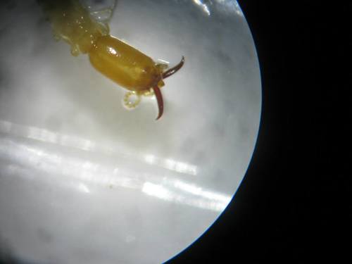 Carton Nest Termites (Microcerotermes)