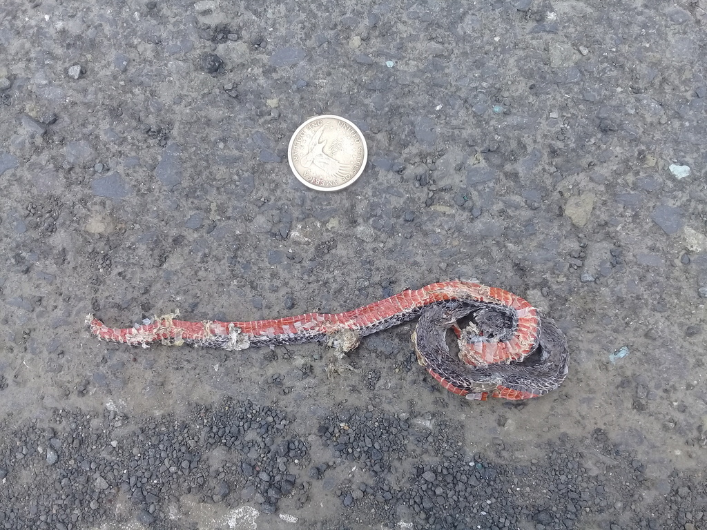 Colubrid Snakes from Bolívar, EC-MN, EC on September 10, 2019 by Edison ...