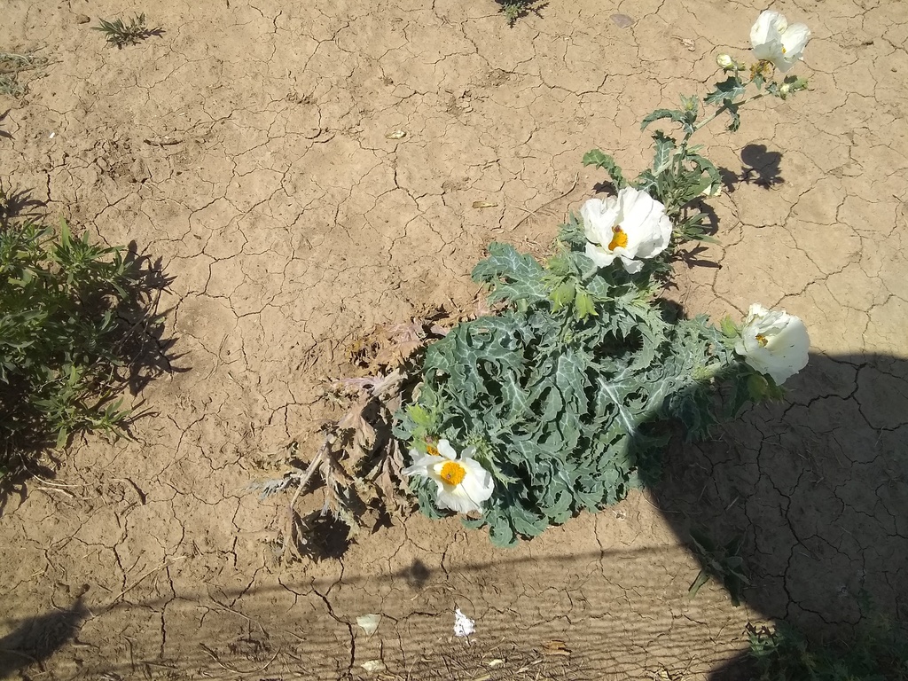 thistle poppy from Broomfield, CO, USA on June 15, 2020 at 11:24 AM by ...