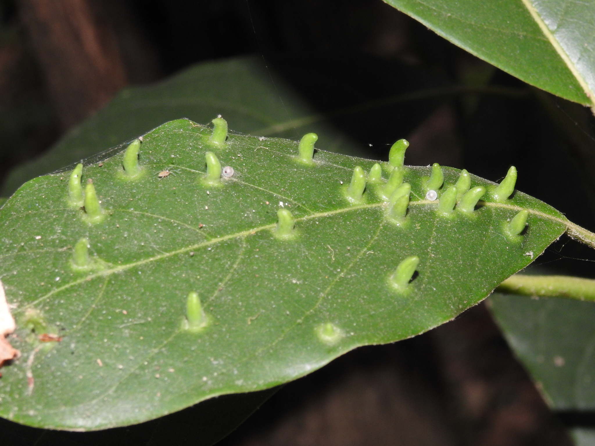 Trioza anceps Tuthill, 1944