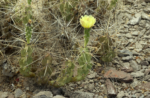 Devil Club-cholla (Grusonia emoryi)