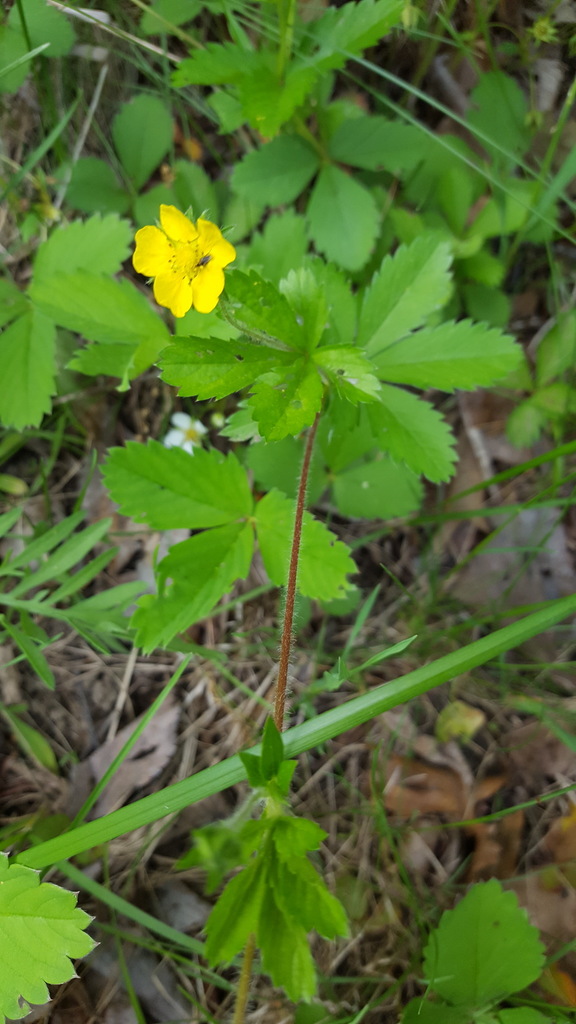 common cinquefoil (Potentilla simplex) - Botanical Realm