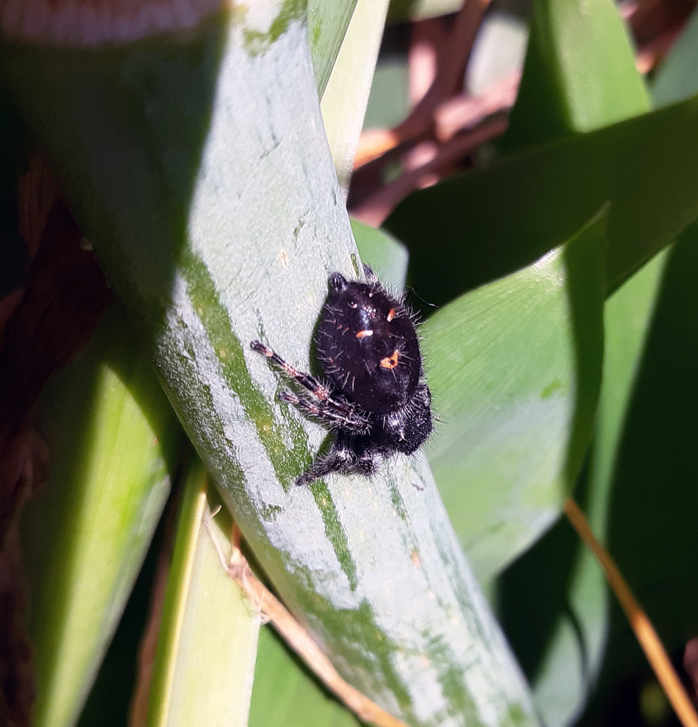Bold Jumping Spider from Reading, PA, USA on June 14, 2020 at 10:29 AM ...
