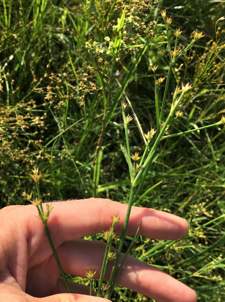 Roundhead Rush from Washington County, AR, USA on June 15, 2020 at 09: ...