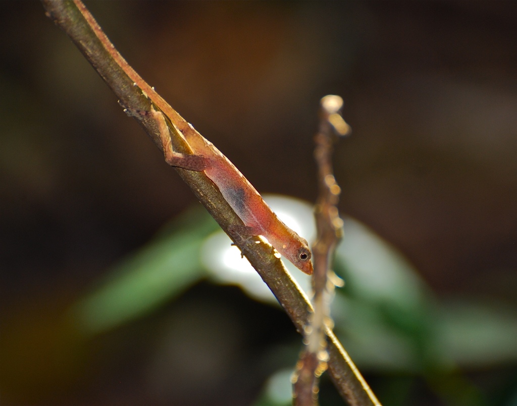 Osa Anole from Corcovado National Park, Osa, Puntarenas, CR on February ...