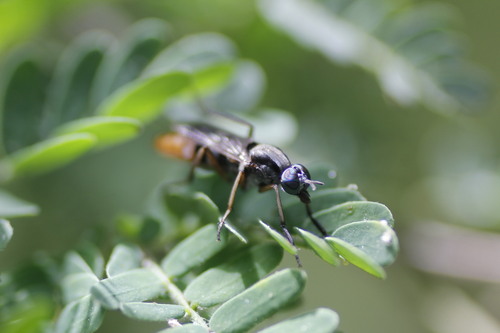 Genus Cerocatus · iNaturalist