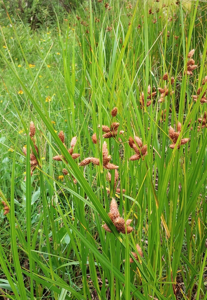 seacoast bulrush (Sedges of New York ) · iNaturalist