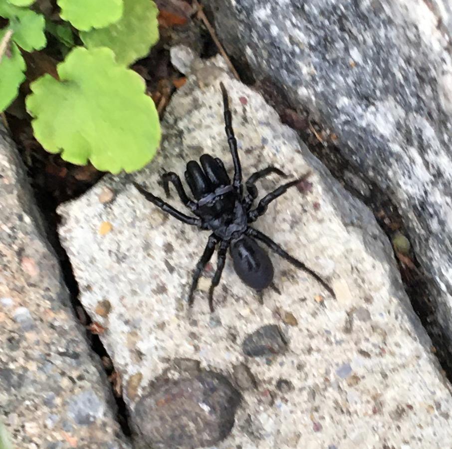 purseweb spiders from Zürich on June 15, 2020 at 07:00 PM by cbrombac ...