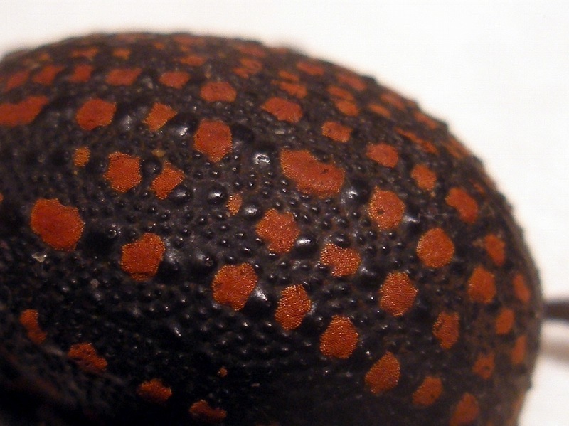 Redspot Lily Weevil (Beetles and Bugs of the Mfolozi River catchment ...