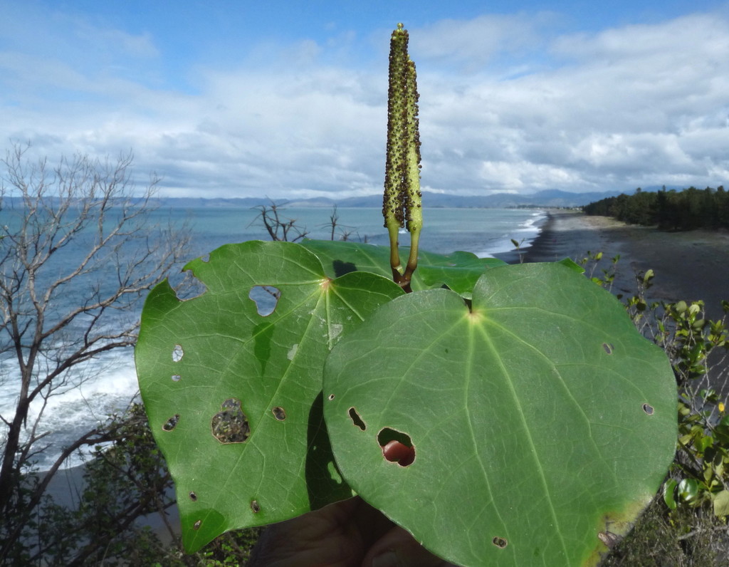 pepper plant family (Piperaceae) - Botanical Realm