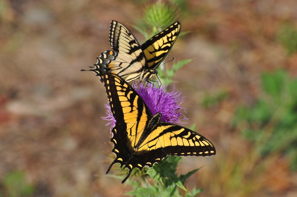 Garcia Mexican Tiger Swallowtail from San Pedro Garza García, N.L ...