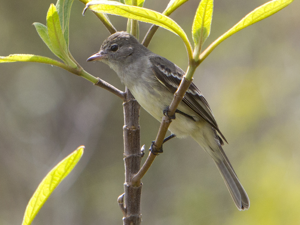 Fiofío belicoso (Aves de Jardín) · iNaturalist