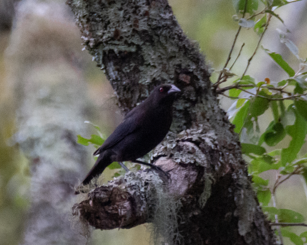 Bronzed Cowbird from Zaragoza, S.L.P., México on June 7, 2020 at 06:21 ...