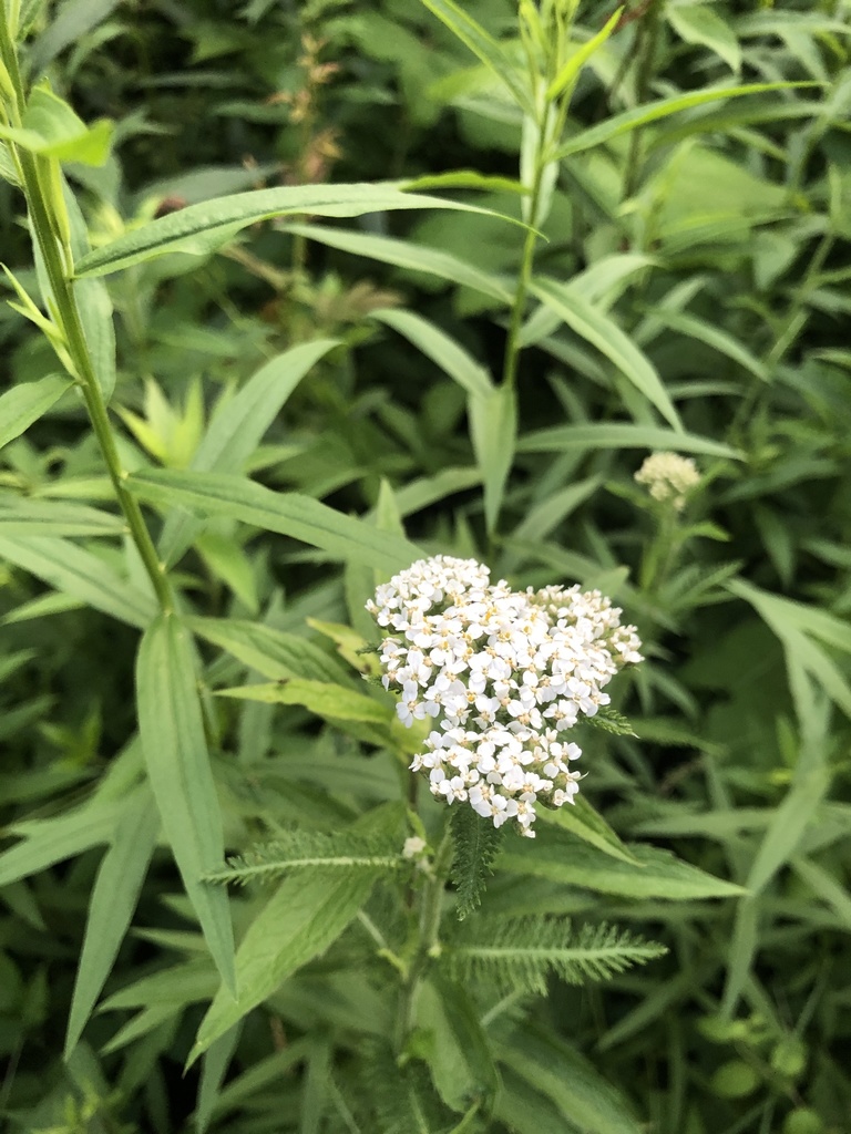 common yarrow from Meadowlark Park, Northport, NY, US on June 15, 2020 ...