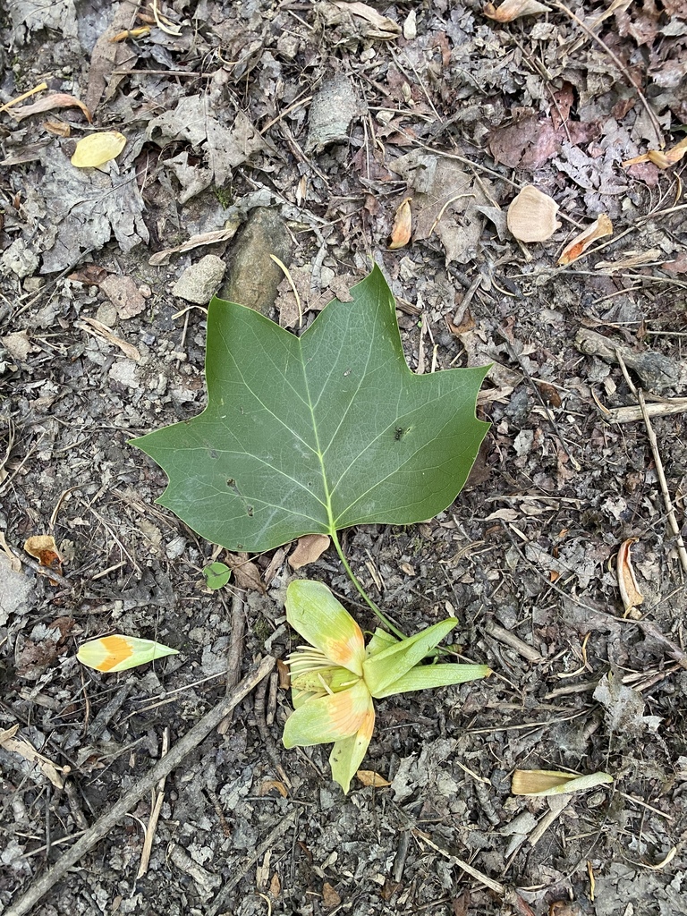 tulip tree from Medina, OH, US on June 9, 2020 at 11:17 AM by Shelley ...