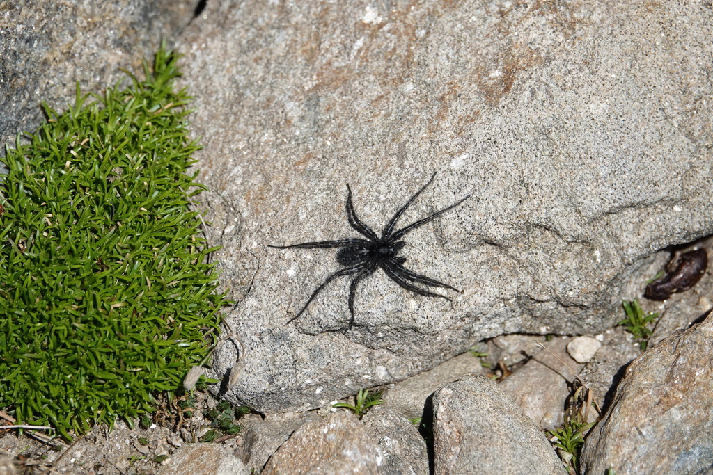 Labrador Thin-legged Wolf Spider from White Mountain National Forest ...
