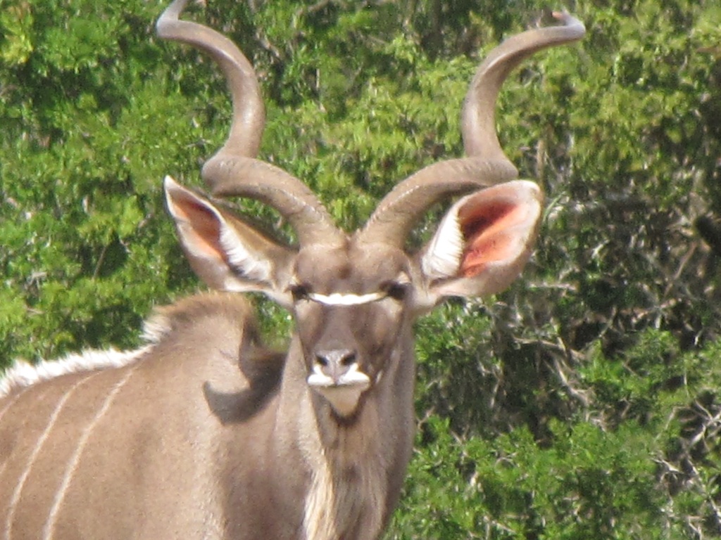 Spiral-horned Antelopes (Tragelaphus) - Know Your Mammals