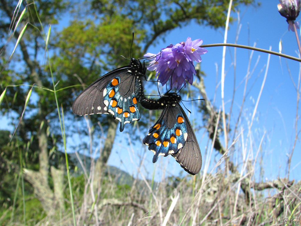 Pipevine Swallowtail from Rockville Hills Regional Park on March 22 ...