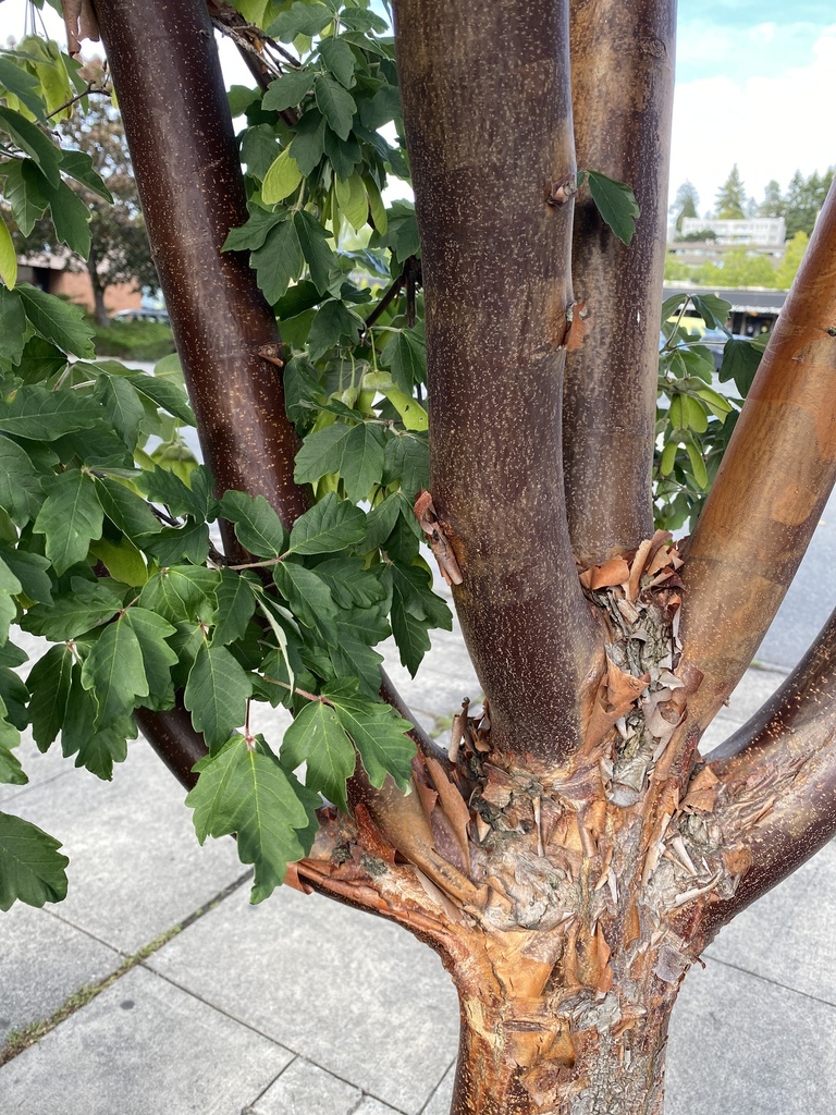 Paperbark Maple from Mercer Island, Mercer Island, WA, US on June 15 ...