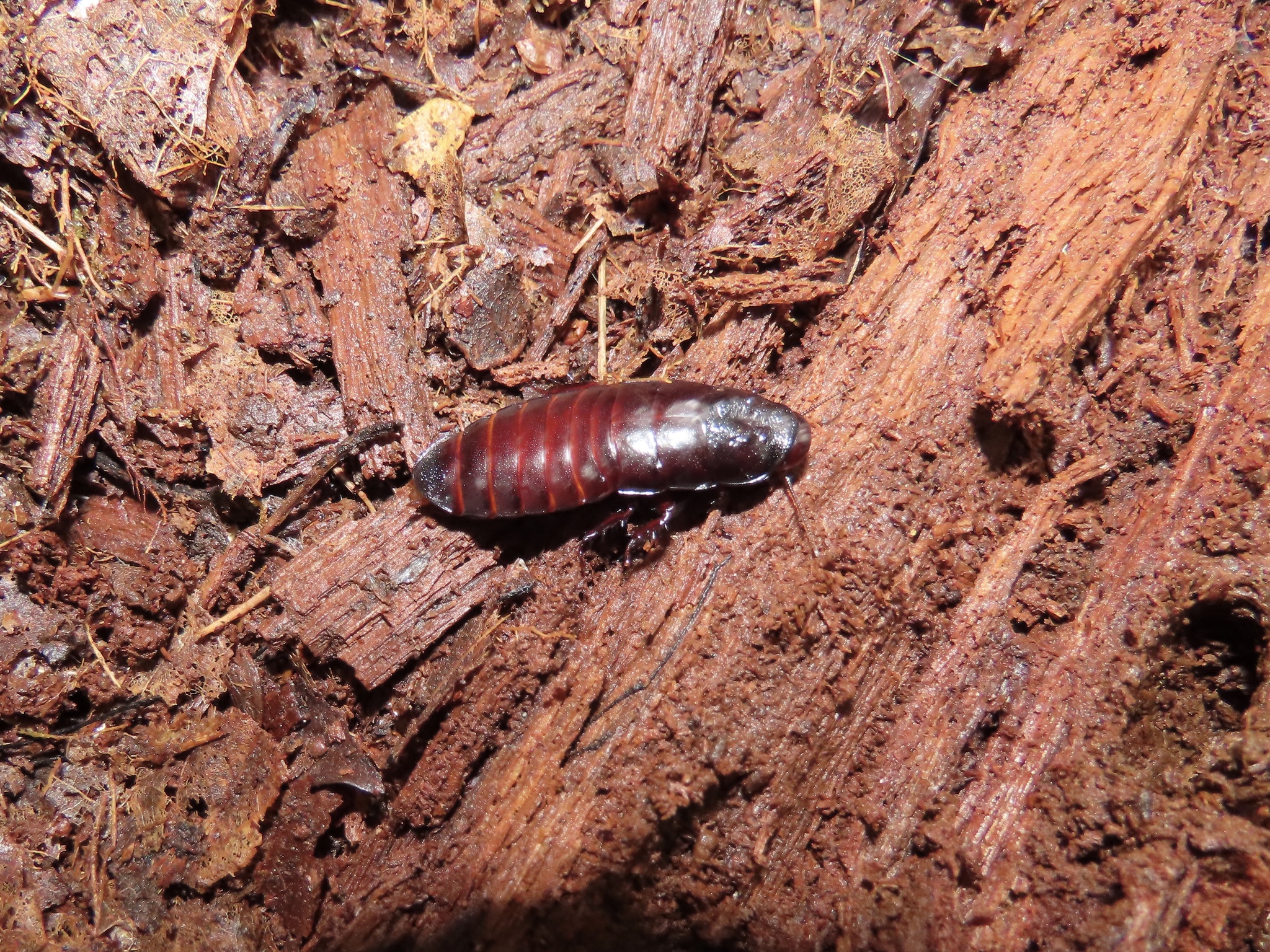 Cryptocercidae