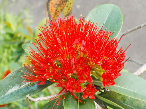 Xanthostemon youngii (Flora Singapore List U-Z) · iNaturalist
