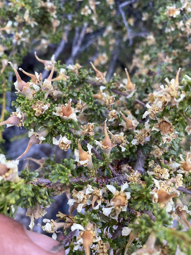 desert bitterbrush from Jean, NV, US on June 15, 2020 at 07:43 PM by ...