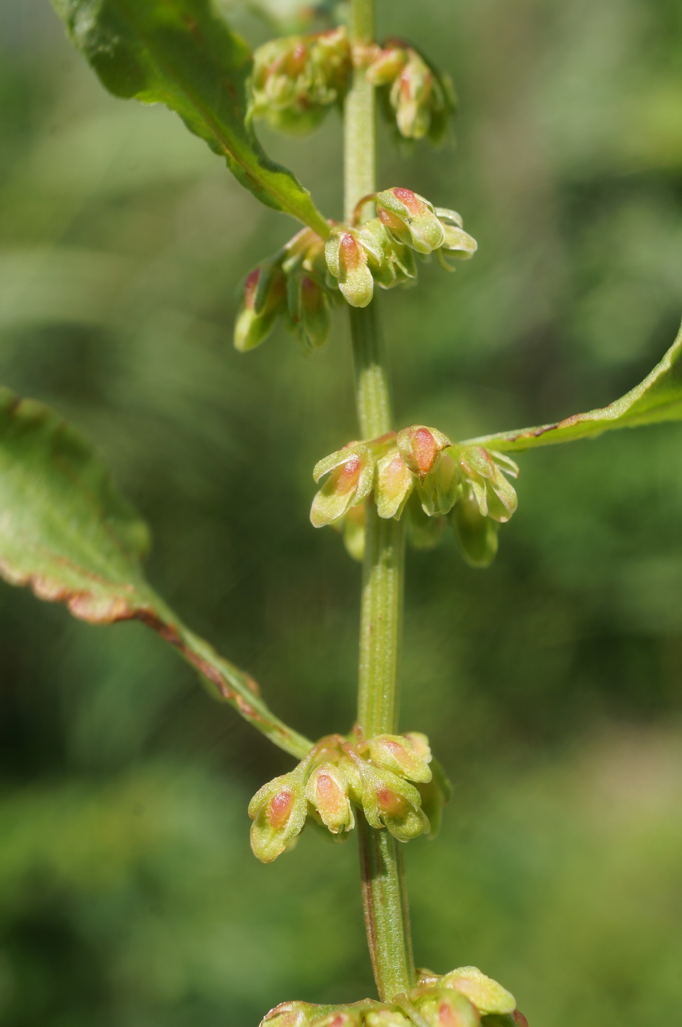 Rumex Conglomeratus