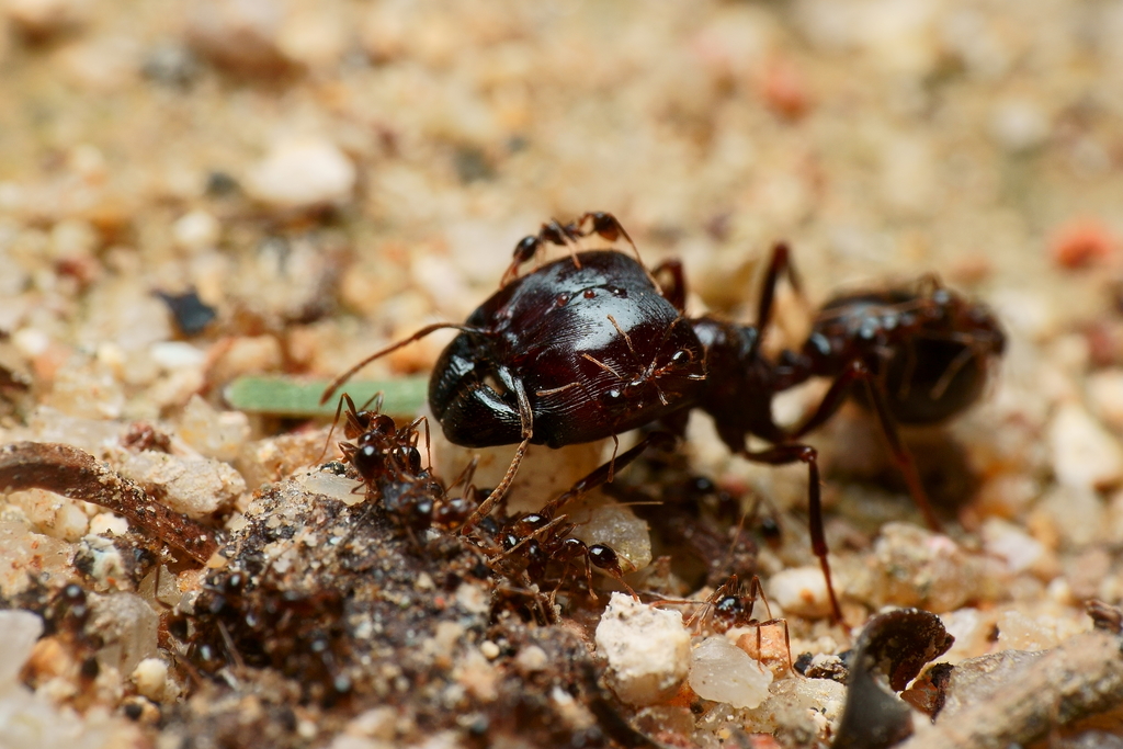 Asian Marauder Ant from 澳門小潭山 on June 15, 2020 at 10:58 PM by Kelvin ...