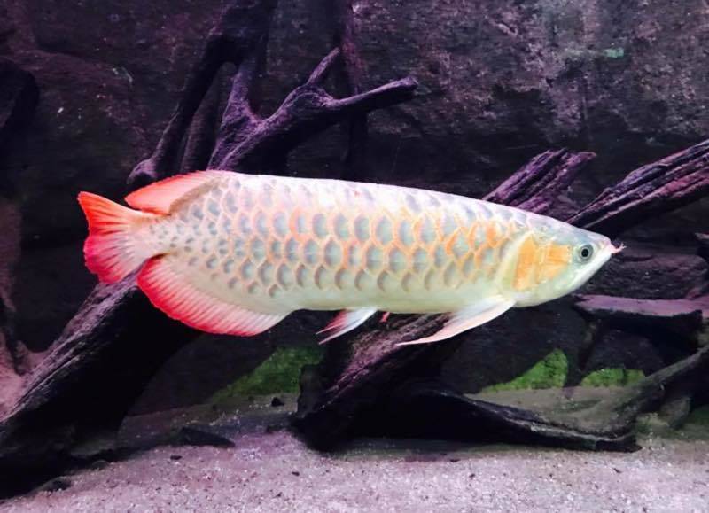Asian Arowana (Scleropages formosus) - Marine Life Identification