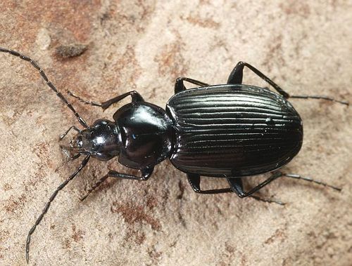 Agonum afrum · iNaturalist