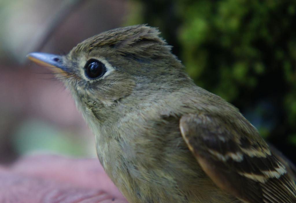 Cordilleran Flycatcher (Wildlife of Lone Mesa State Park) · iNaturalist