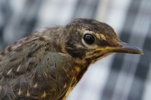 American Robin (Birds of Alabama) · iNaturalist