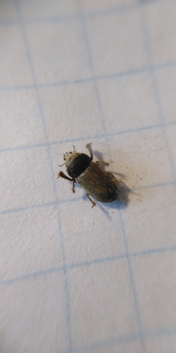 Heterocerus fossor · iNaturalist