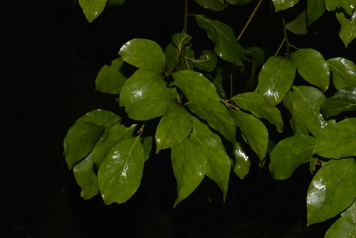 Green-leaved Rose Walnut (Subspecies Endiandra muelleri muelleri ...