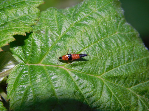 Lordithon pulchellus · iNaturalist