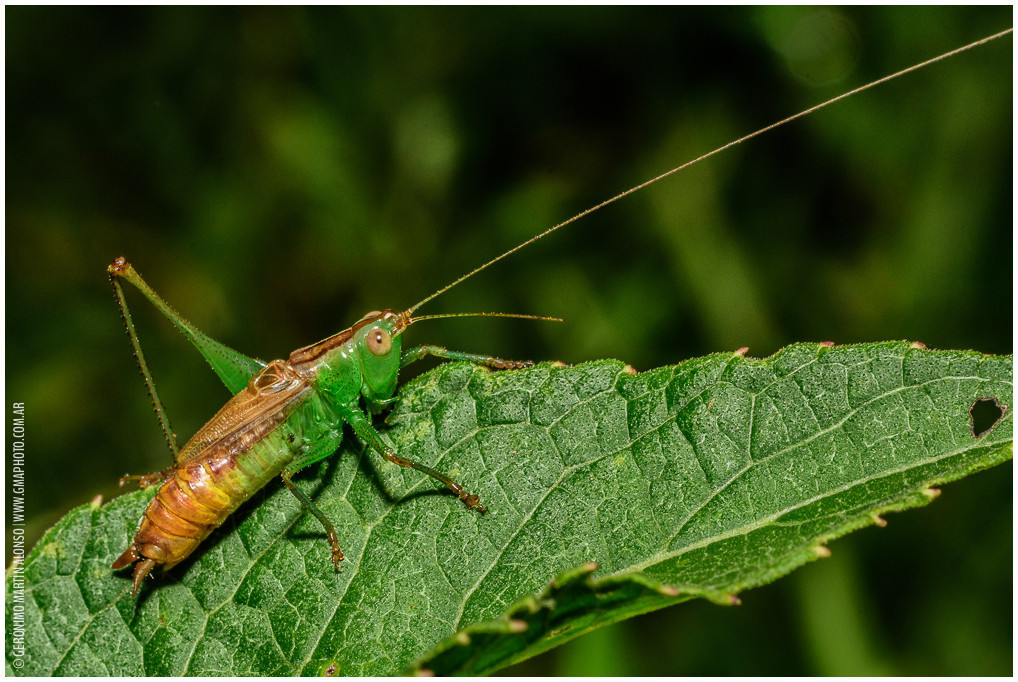 Conocephalus saltator (Insectos) · iNaturalist