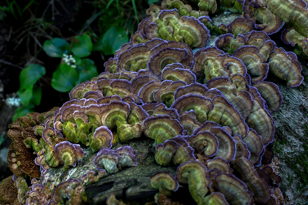 violet-toothed polypore from Sawyer County, WI, USA on June 05, 2016 at ...